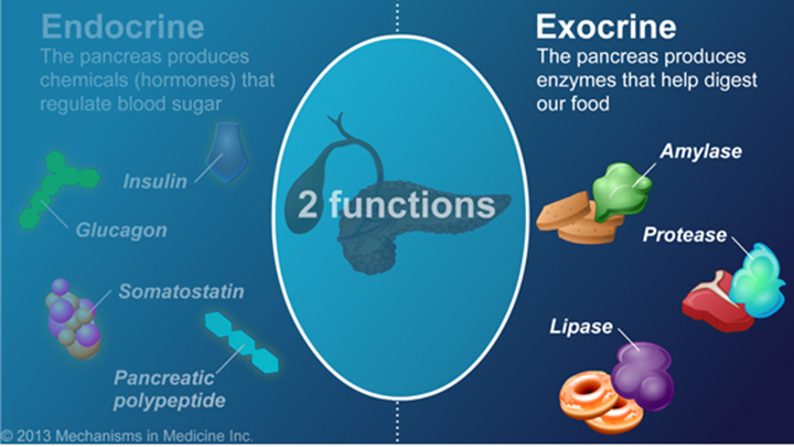 Pancreas Endocrine Function
