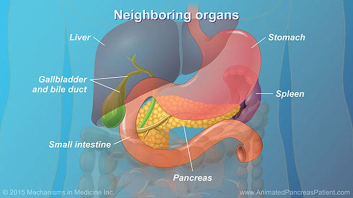Whipple Procedure Animation