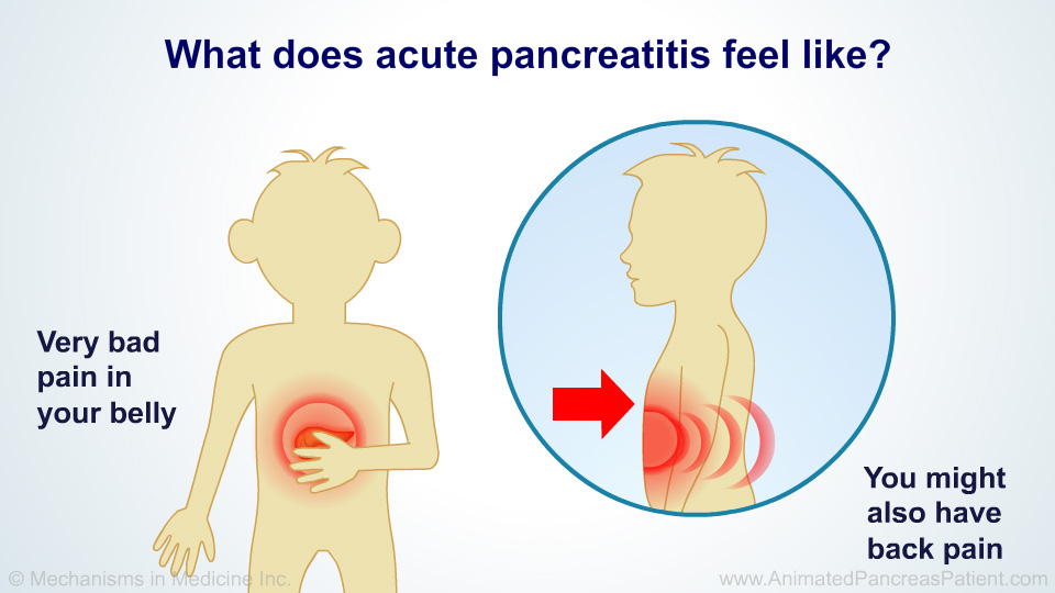 Cartoon Pancreas For Kids